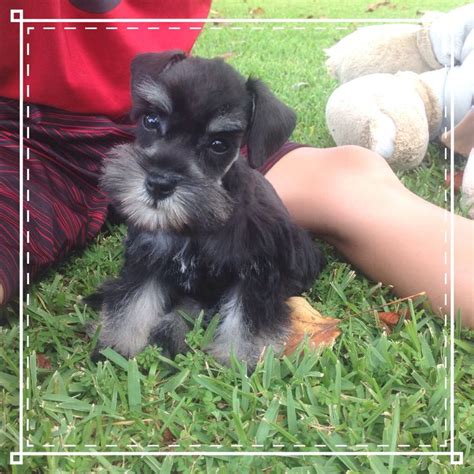 Phantom Mini Schnauzer Puppy Cut