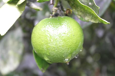 무료 이미지 주황색 구연산의 과일 리몬 Naranja Lima 베르데 나무 자연 아르 볼 콜롬비아 페르시아 석회 라임 감귤류 시트론 달콤한 레몬