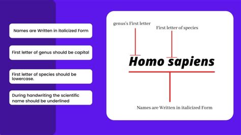 Binomial Nomenclature Definition Rules Examples Advantages
