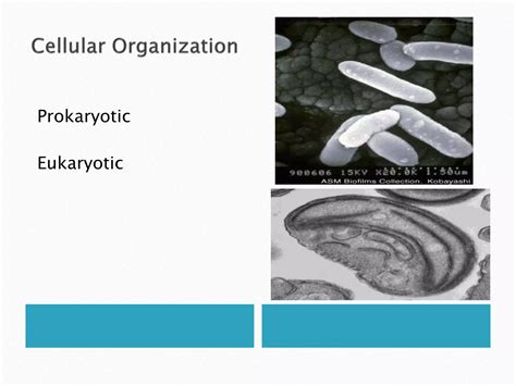 Introduction To Microbiology Lecture 1 Ppt Infectious Diseases