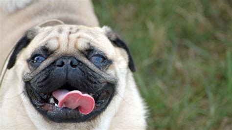 Understanding The Language Of Pugs Decoding Body Language YouTube