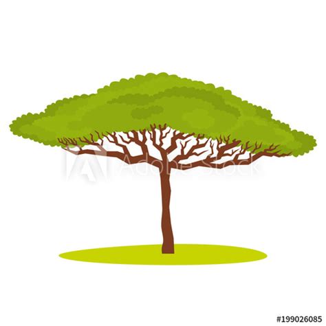 Acacia Tree Vector At Collection Of Acacia Tree Vector Free For Personal Use