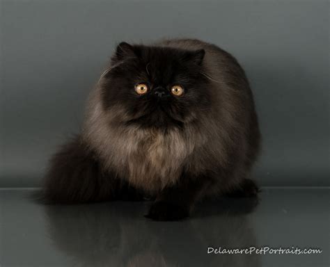 Persian And Himalayan Kittens