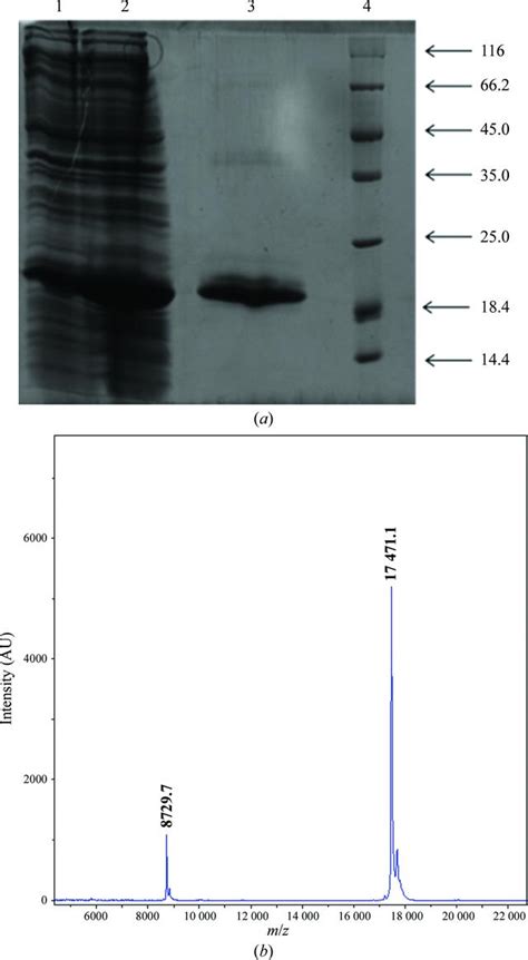 Iucr Crystallization And Biochemical Characterization Of An Archaeal Lectin From Methanococcus