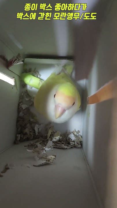 종이 박스 좋아하다가 박스에 갇힌 도도 모란앵무 Youtube