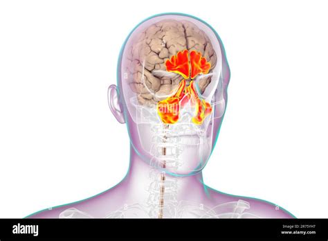 Human Paranasal Sinuses Computer Illustration The Sinuses Are Membrane Lined Air Filled Spaces
