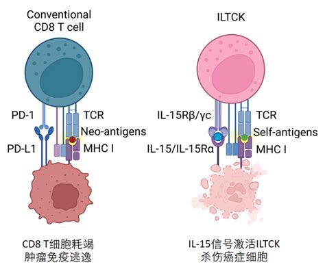 Nature 肿瘤治疗新突破点——类先天性杀伤型t细胞 知乎