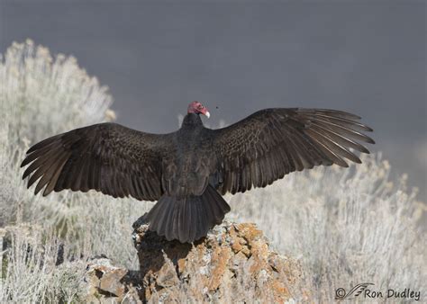 Vulture Wingspan Turkey Vulture Shubenacadie Wildlife Park