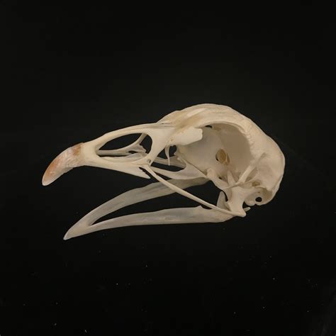 Chicken Skull Tattoos
