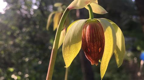 Ceqa 101 Cnps Conservation Tools