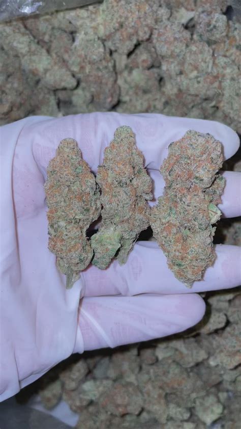 Premium Thca Flower Collection Gold Spectrum Cbd Page 3