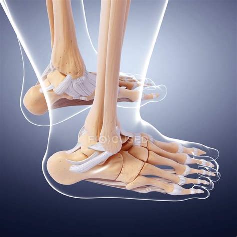 Huesos Del Pie Humano Anatomía Estructural — Osteología Fisiología