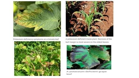 Macronutrient Deficiency In Plants Pptx
