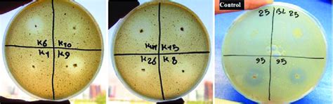 Creating A Clear Zone With Keratin Degrading Bacteria Bacillus