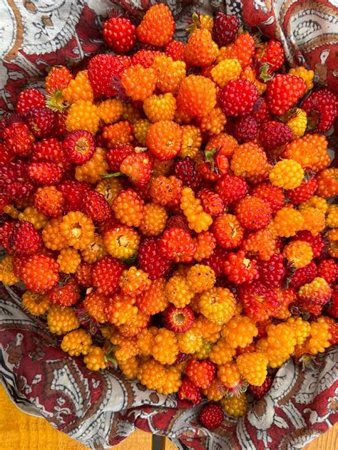 Salmonberry Scotland
