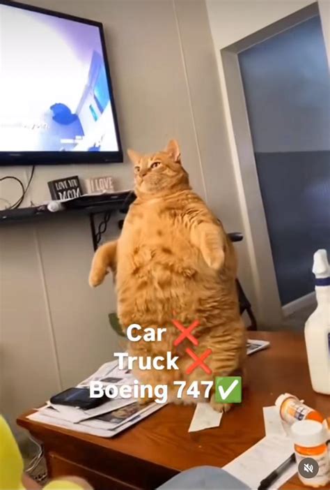 609 Best Caseoh Images On Pholder Caseoh Death Battle Matchups And Skylanders