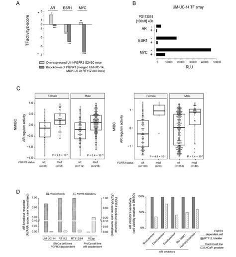 Androgen Receptor Is Activated By Mutated Fgfr3 But Does Not Regulate Download High Quality