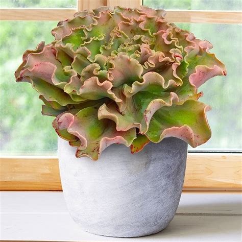 9 Succulents That Look Like Coral Succulent Garden Web