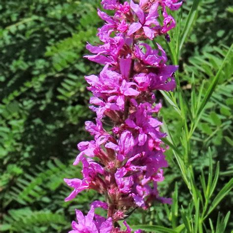 Lythrum Salicaria Purple Loosestrife 10 000 Things Of The Pacific