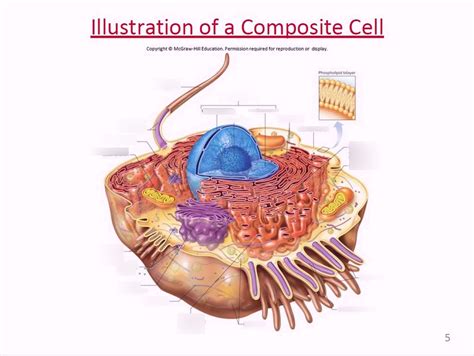 Diagram Of Composite Cell Part 2 Quizlet