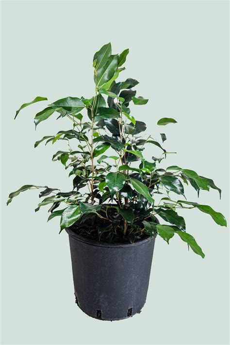 Danielle Weeping Fig Ficus Benjamina Live Plant 25l 17cm