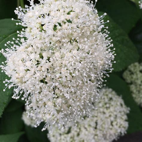 Hydrangeaarborescens