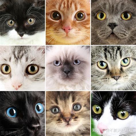 从猫咪的脸型怎样看出猫咪性格？ 知乎