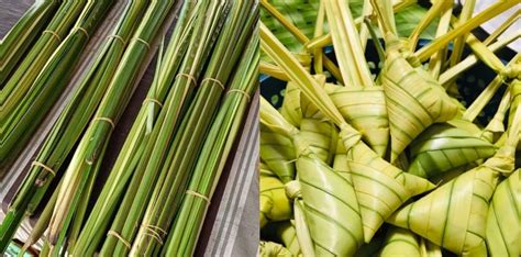 Cara Simpan Daun Palas Supaya Tahan Lama Segar Walau Berbulan