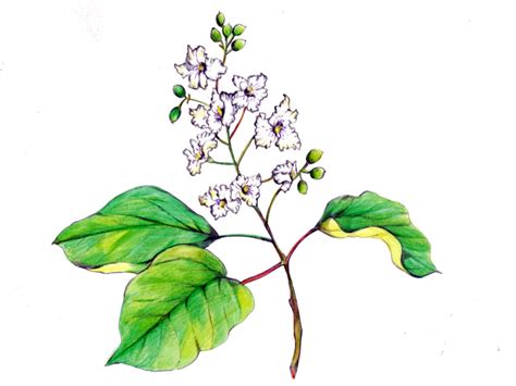 Catalpa Ovata Catalpa Ovata Flower Database