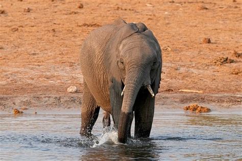 Elephant Young Flow To Free Photo On Pixabay