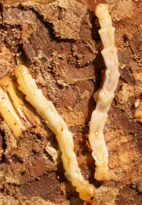 Identify And Manage Emerald Ash Borer On Trees And Shrubs