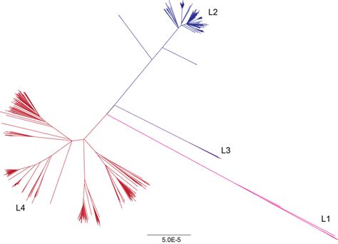 Phylogeny Of Mycobacterium Tuberculosis Sample The Phylogeny Was Download Scientific Diagram