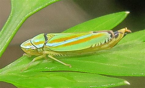 Graphocephala Versuta Bugguide Net