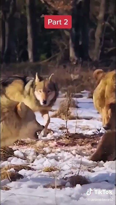 الدب البنى يقتل الذئب دفاعا عن الفريسة Youtube