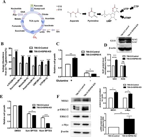 Hsp60 Silencing Promotes Warburg Like Phenotypes And Switches The Mitochondrial Function From