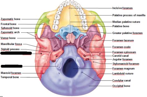 Mastoid Foramen