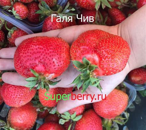 Рассада садовой земляники ГАЛЯ ЧИВ , поздний сорт, 5 шт/ 80 руб.шт ...