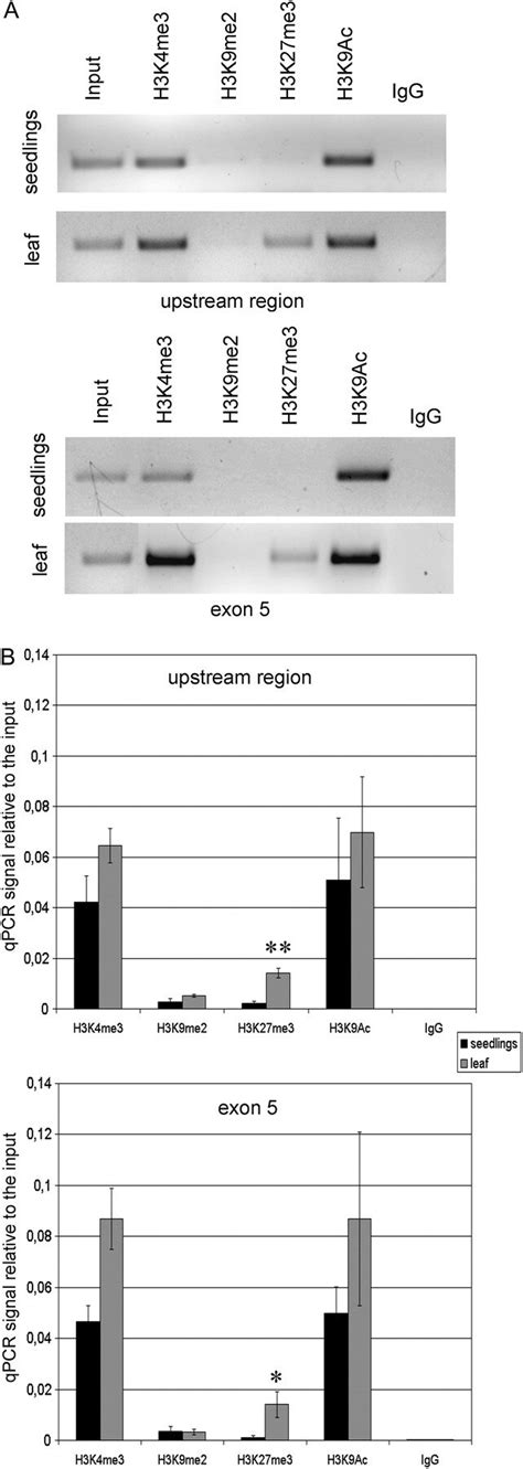 Analysis Of Histone Modifications In The Attert Upstream Region And In