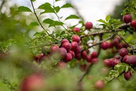 Árbol Ciruelo Cómo Saber Cuándo Sus Frutos Están Listos Para Ser Cosechados