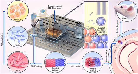3d Printed Tissues Using Stem Cells May Offer Repair For Brain Injuries