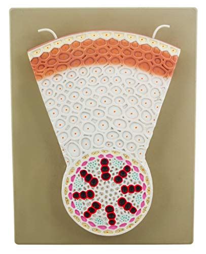 Understanding Lettuce Root Growth Depth Structure And Behavior The