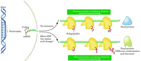 Silent Mutations Are Not Always Silent A Silent Mutation Is A Mutation Juan Carlos Gonzalez
