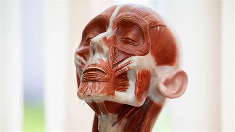 Bindweefsel Alles Over Bindweefsel Vaud