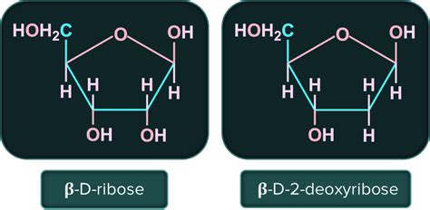 Ribose And Deoxyribose Sugar Structure