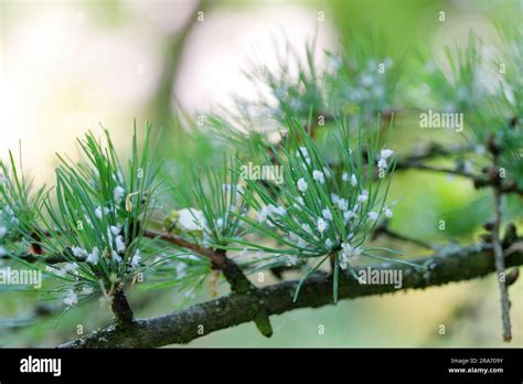 Insects Of Green Spruce Gall Aphid Sacchiphantes Viridis Synonyms