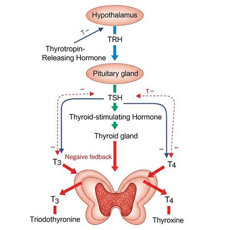 Hypothyroidism Causes Classification Treatment And Thyroid Hormone