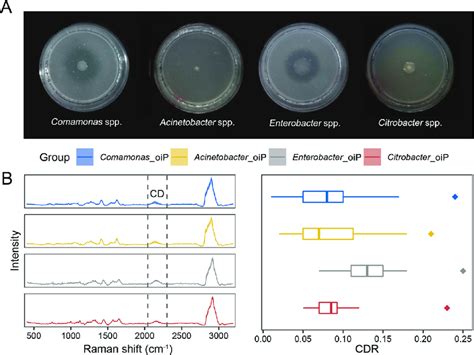 The Phosphorus Solubilizing Activity Of The Scracs Culture Derived Download Scientific Diagram