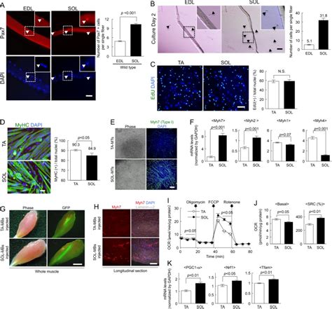 Tbx1 Regulates Inherited Metabolic And Myogenic Abilities Of Progenitor