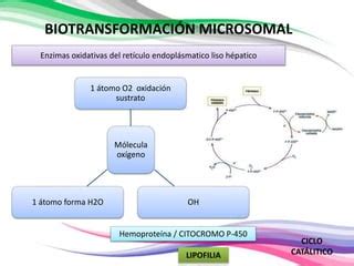 Erika Cabrerametabolismo Y Excreción De Los Fármacos Pptx