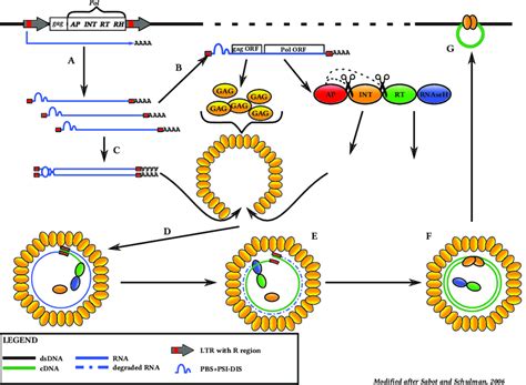 2 The Life Cycle Of A Ltr Retrotransposon Explained With A Copia Download Scientific Diagram